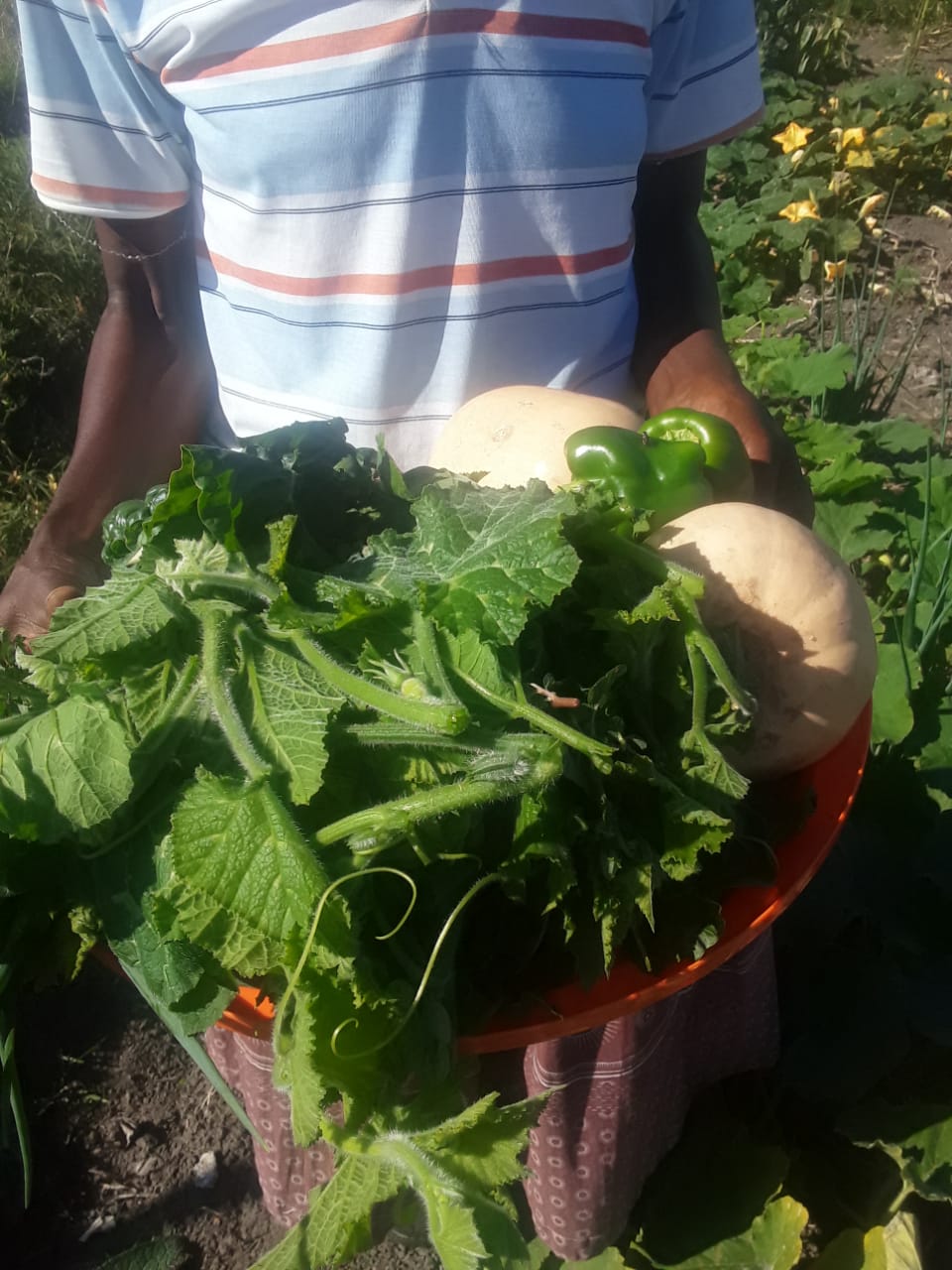 Ngoko Montessori Establishes a permaculture garden – Kamvalethu Foundation